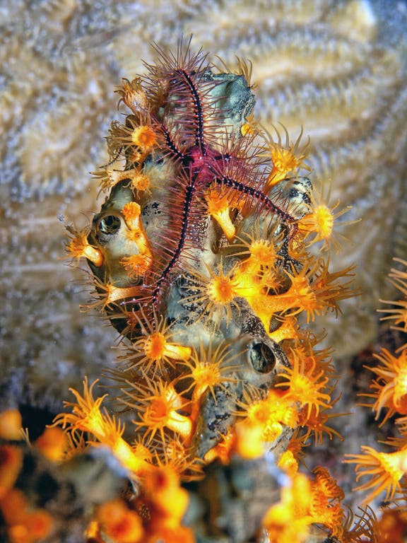 Brittle Stars on Coral Reef Feeding Stock Image - Image of aquatic ...