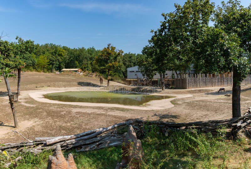 Brno Zoo Giraffe Enclosure stock photo. Image of garden - 352770156
