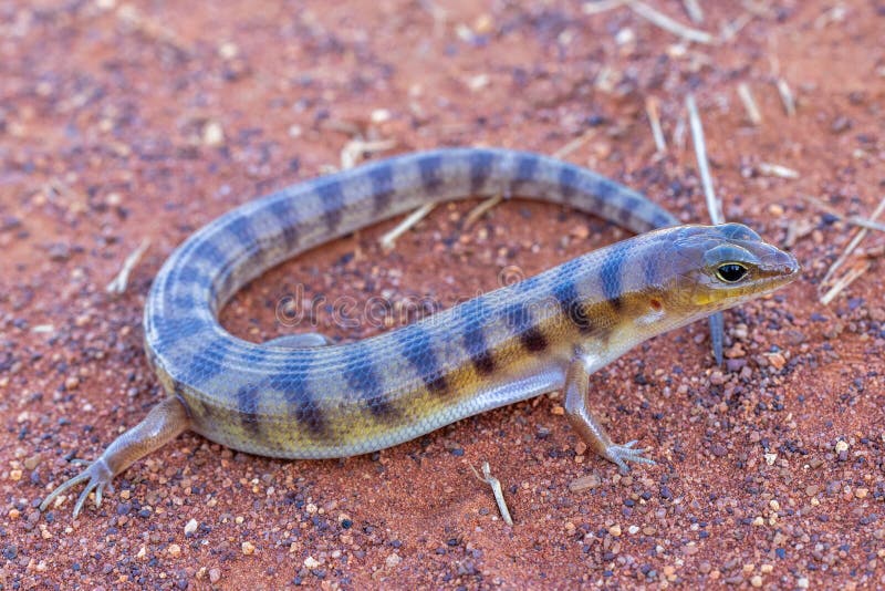 Australian Sand Monitor stock photo. Image of monitor - 243050710