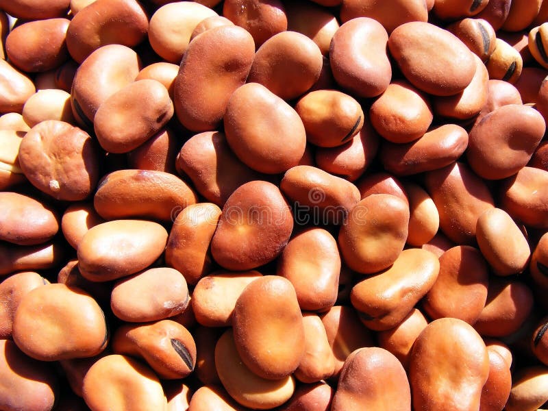 Broad Bean stock photo. Image of seed, bean, ingredient - 8209050
