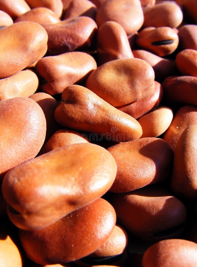 Broad Bean stock image. Image of natural, pattern, broadbean - 8209093