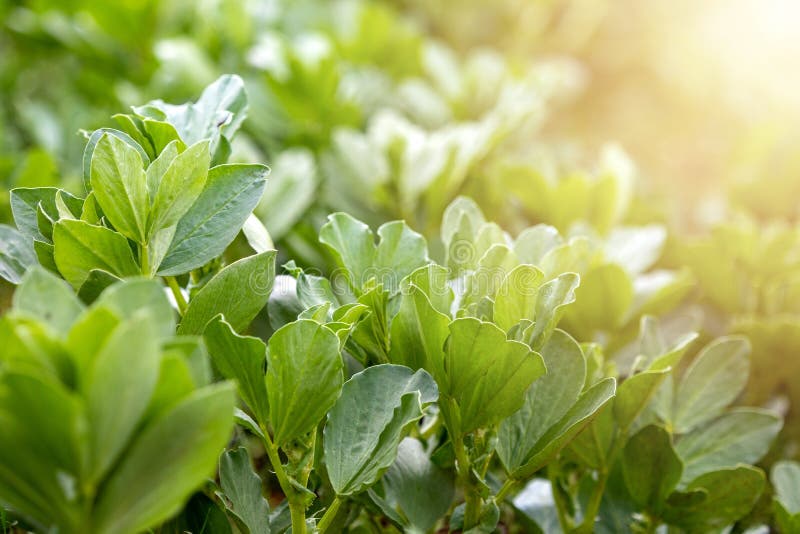 Broad bean stock photo. Image of tree, vegetable, fava - 253012956