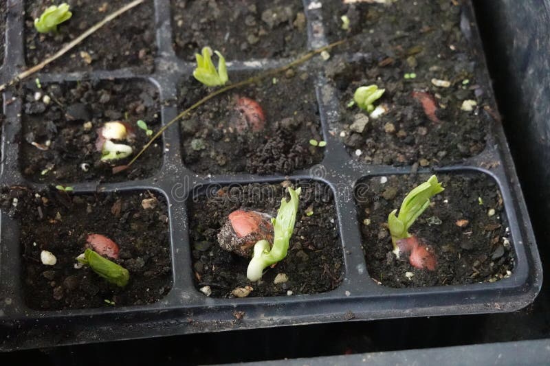 Broad Bean Cultivation. Young Broad Bean Plant in the Seedbed Ready for ...