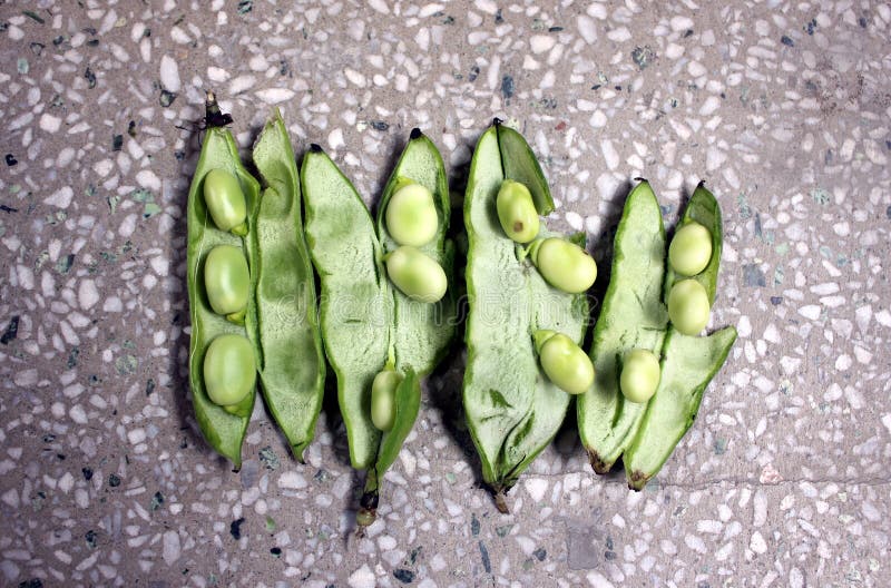 Broad bean, faba bean stock image. Image of flowers, fewseeded - 38148655