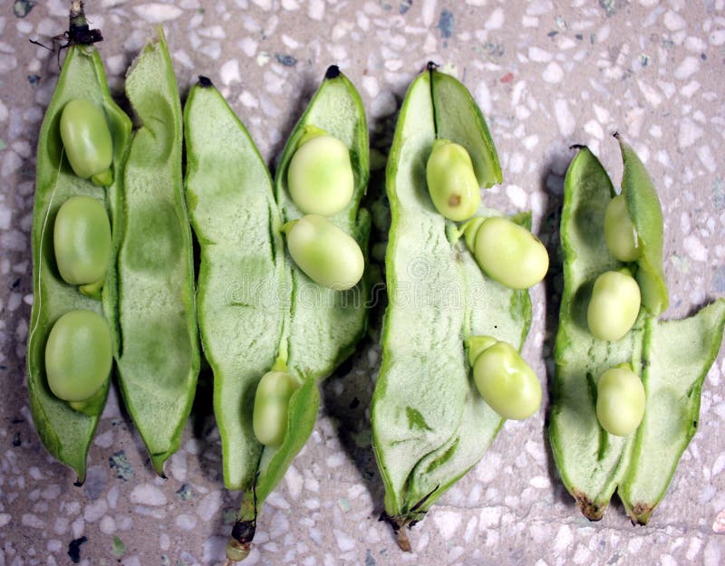Broad bean, faba bean stock photo. Image of faba, pods - 38148712