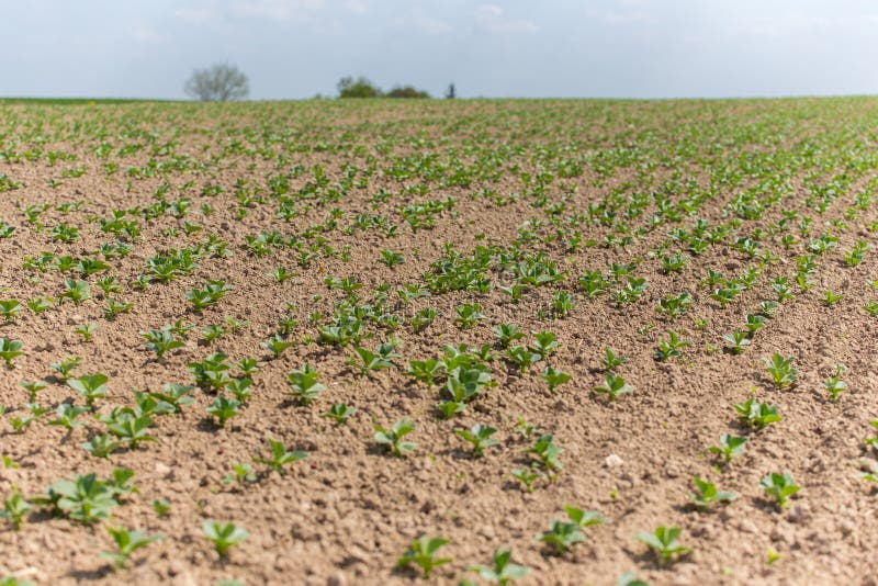 Broad Bean Field Close View Stock Image - Image of crop, nature: 55392841
