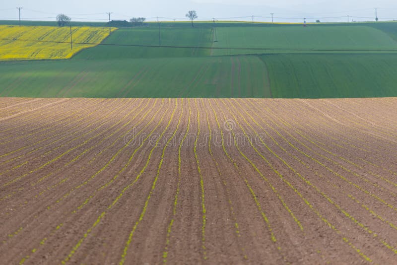 Broad Bean Field Large View Stock Image - Image of broad, landscape ...