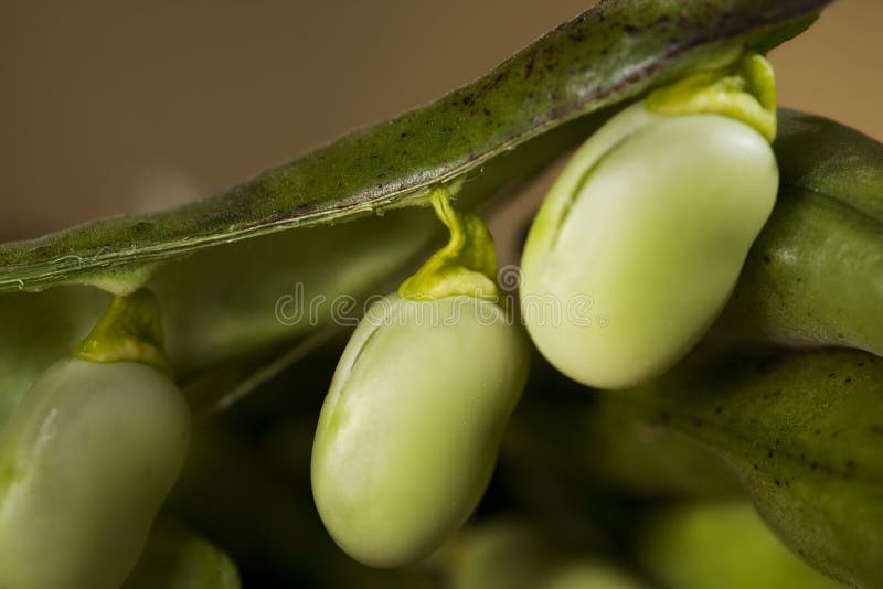 Broad bean stock image. Image of beans, agriculture, flap - 40972613