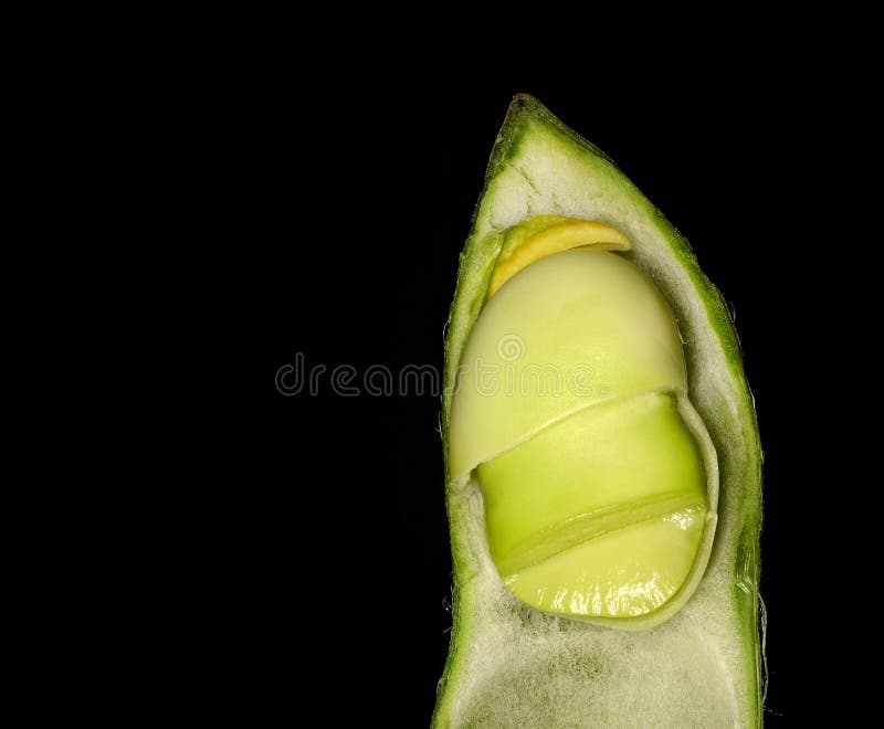 Broad bean kernel stock photo. Image of food, close - 245914786