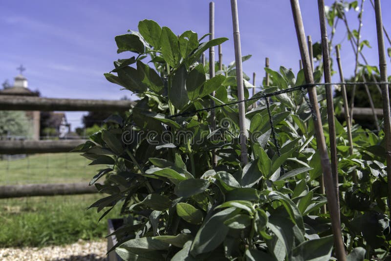 Broad Bean Plant Growing on Canes in a Vegetable Patch Stock Photo ...