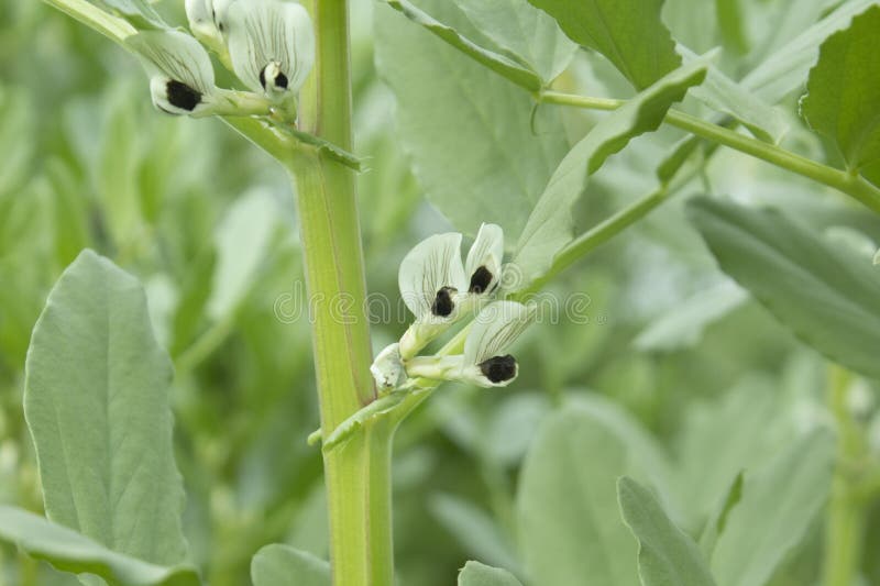 Broad Bean (Vicia Faba) Plant Stock Image - Image of fava, white: 307605001