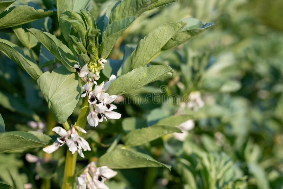 Broad Bean (vivia Fabia) Flowers Stock Image - Image of food, vicia ...