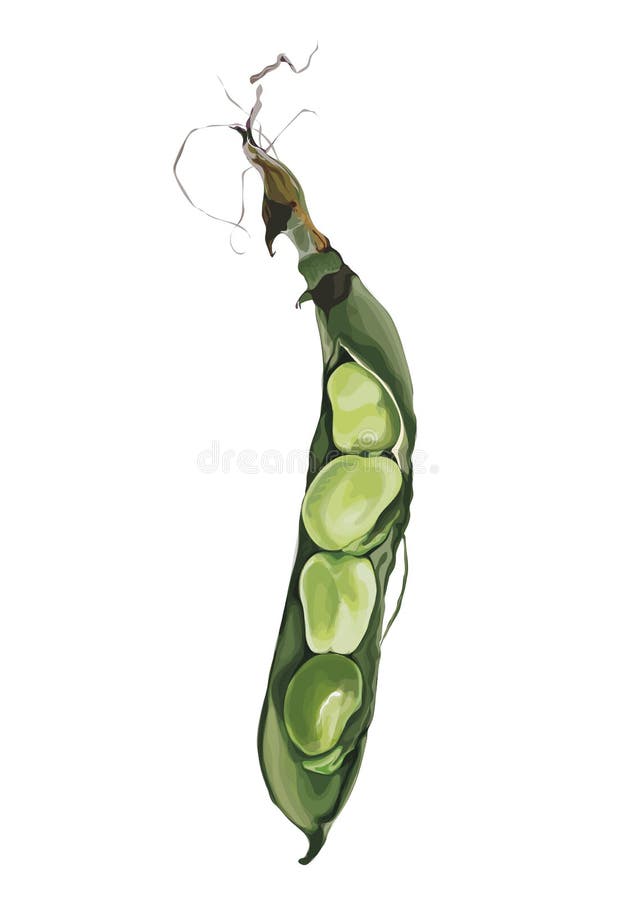Broad Beans in a Pod Illustration Stock Vector - Illustration of vector ...