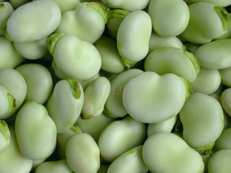 Broad Beans stock photo. Image of green, bean, macro, vegetables - 11276