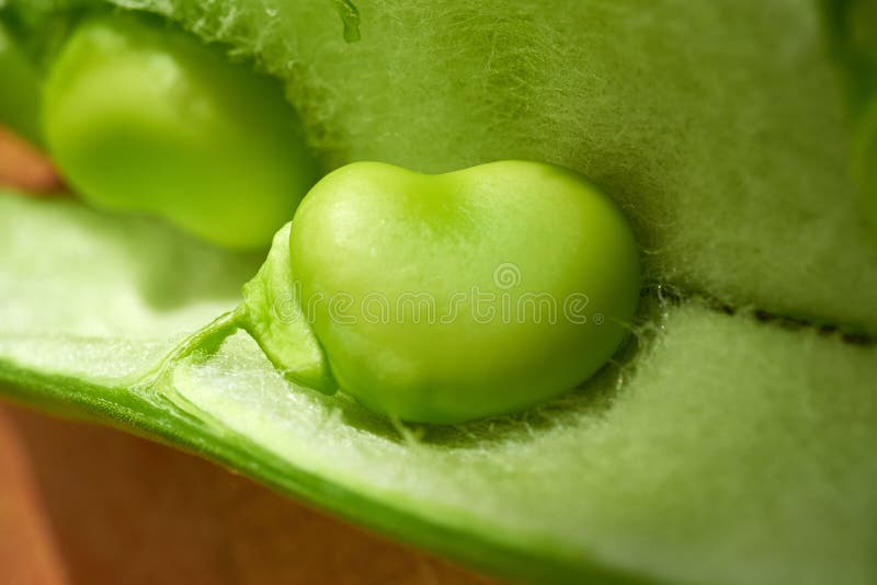 Broad Beans stock photo. Image of faba, pods, fava, organic - 34841614