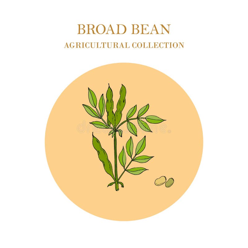 Broad Beans or Fava Beans. Series of Vegetables and Ingredients for ...