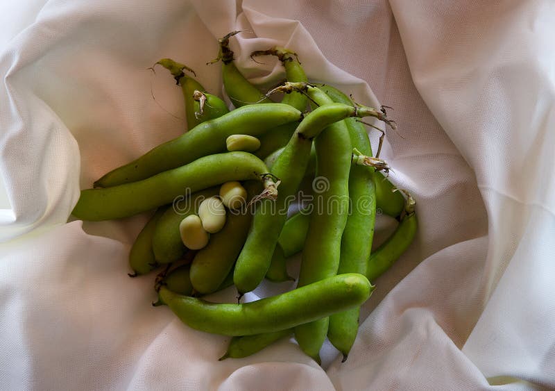 Broad beans fava stock image. Image of ingredients, fresh - 34302581