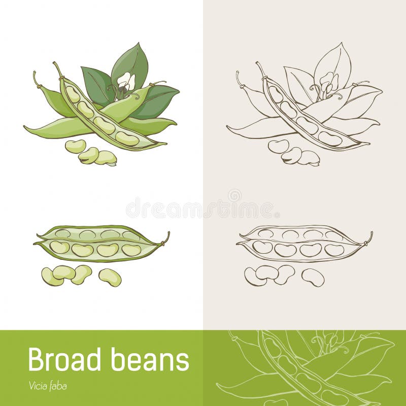 Broad Beans Sketch Stock Illustrations – 35 Broad Beans Sketch Stock ...