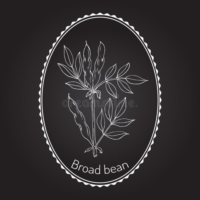 Broad beans stock vector. Illustration of alternative - 82574395