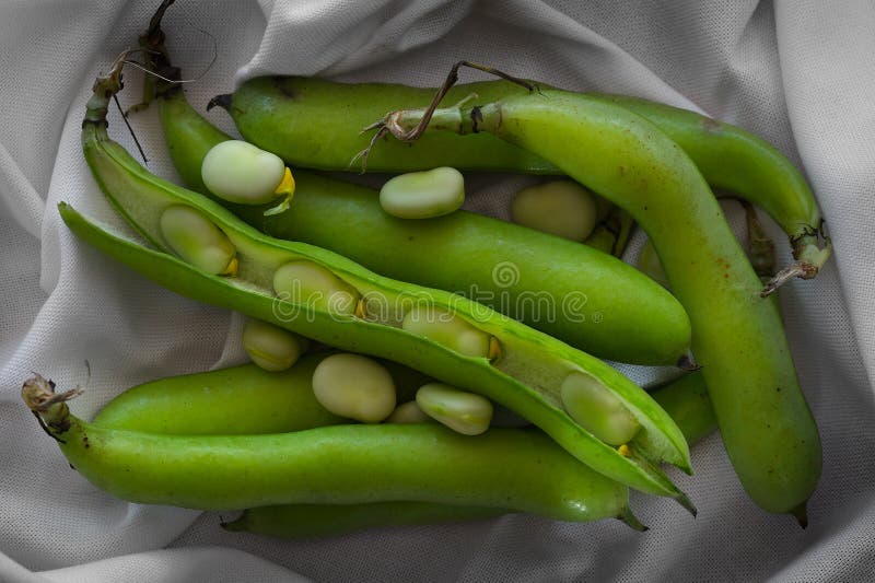 Broad beans fava stock image. Image of popping, organic - 34302559