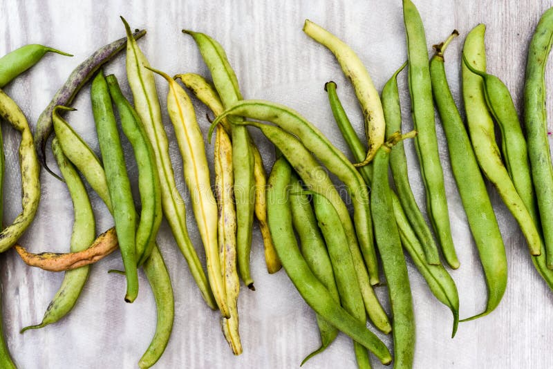 Broad Beans, Home Grown Organic Broad or Runner Beans Freshly Picked ...