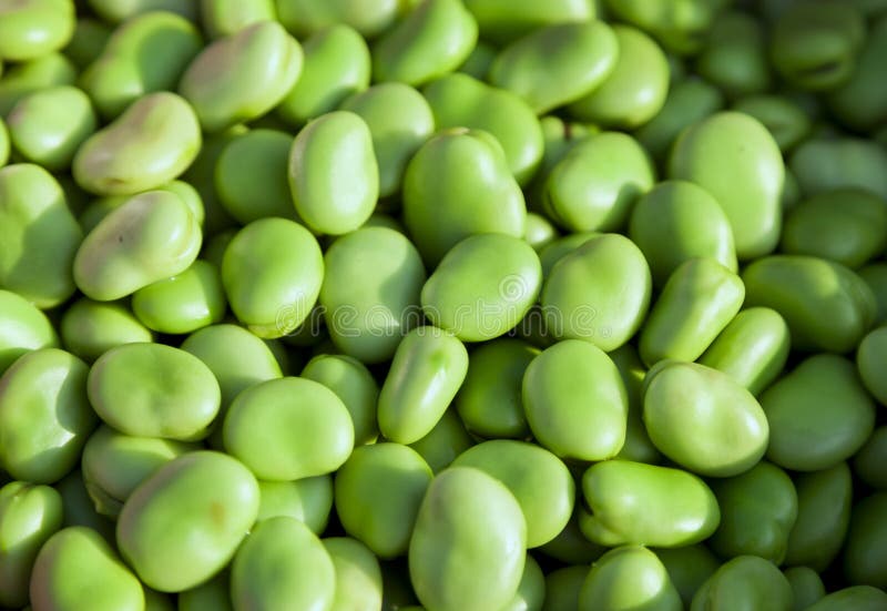 Broad beans stock image. Image of multiple, entire, sunlight - 73782787