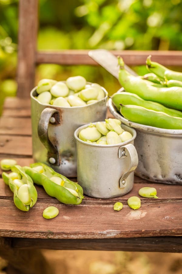 Broad Beans in a Old Greenhouse Stock Photo - Image of freshness ...