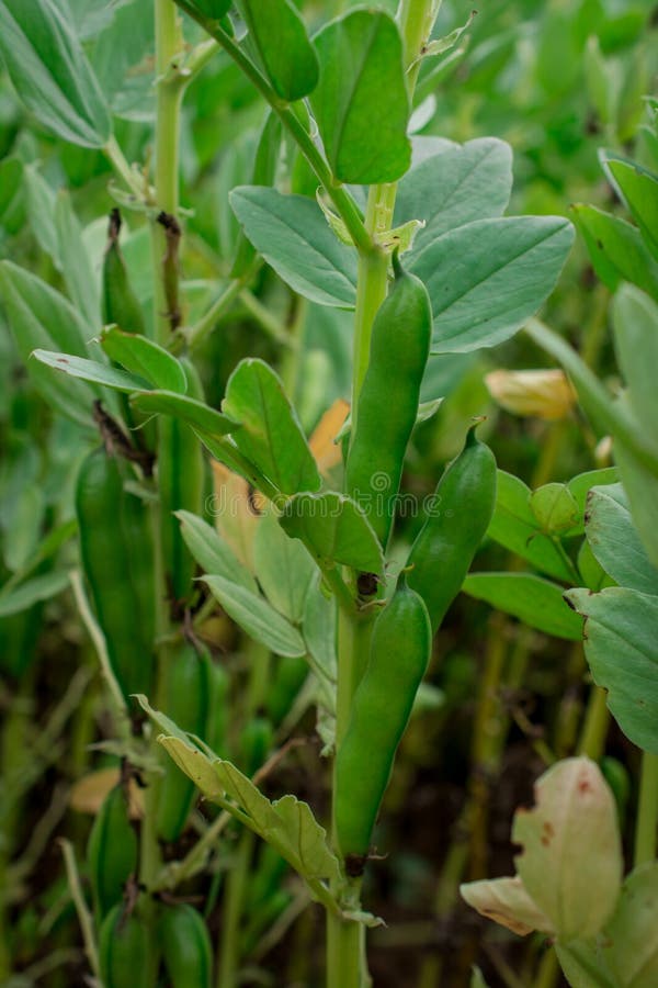 Broad Beans Ready for Harvest on a Plant Stalk Stock Photo - Image of ...