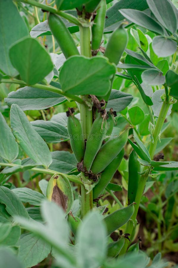 Broad Beans Ready for Harvest on a Plant Stalk Stock Photo - Image of ...