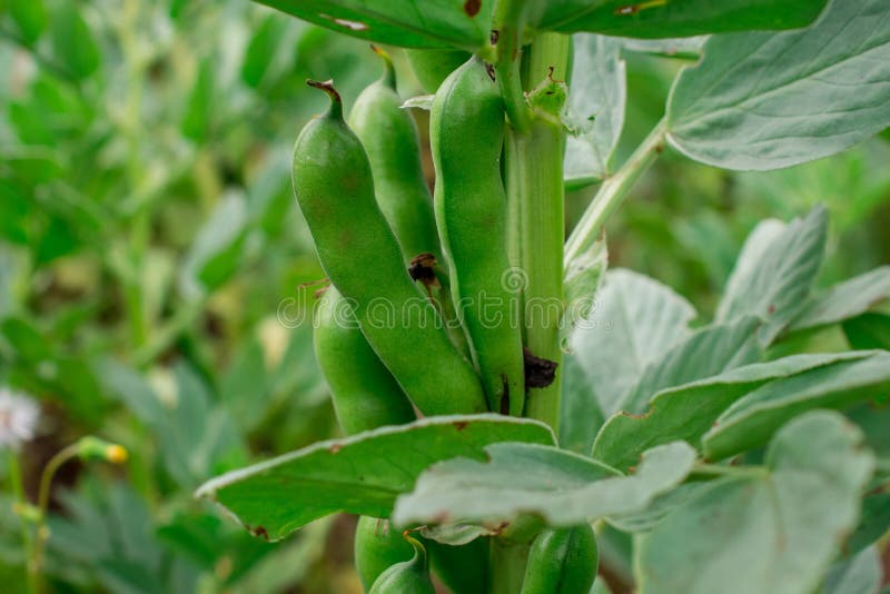 Broad Beans Ready for Harvest on a Plant Stalk Stock Photo - Image of ...