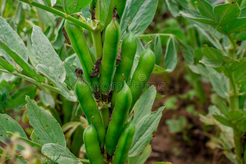 Broad Beans Ready for Harvest on a Plant Stalk Stock Image - Image of ...