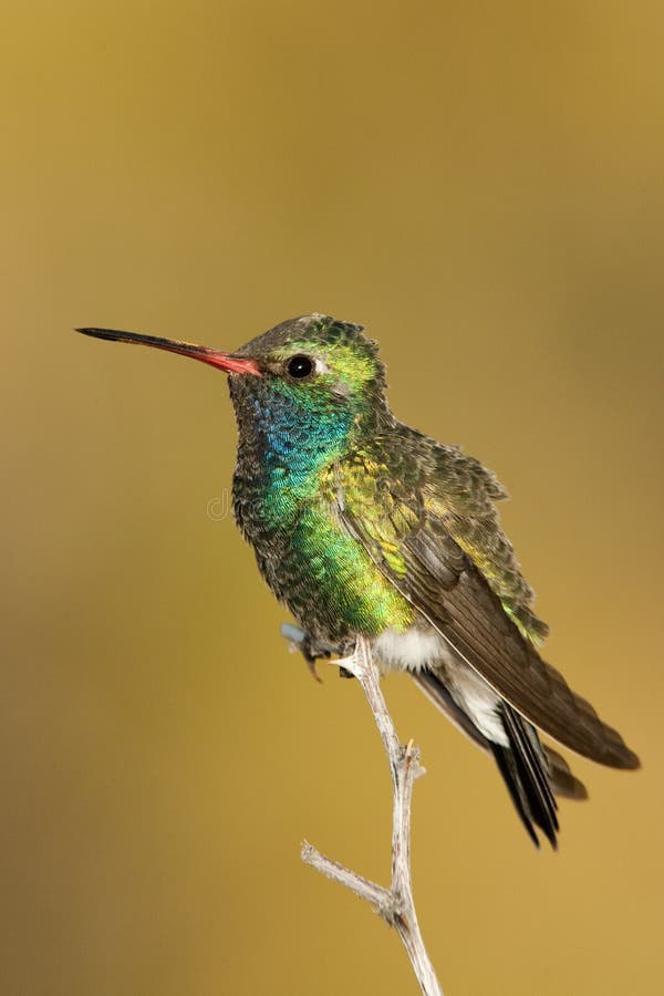 Broad Billed Hummingbird stock image. Image of hummingbird - 19247163