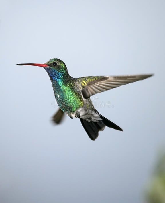 Broad-billed Hummingbird stock image. Image of billed - 4872483