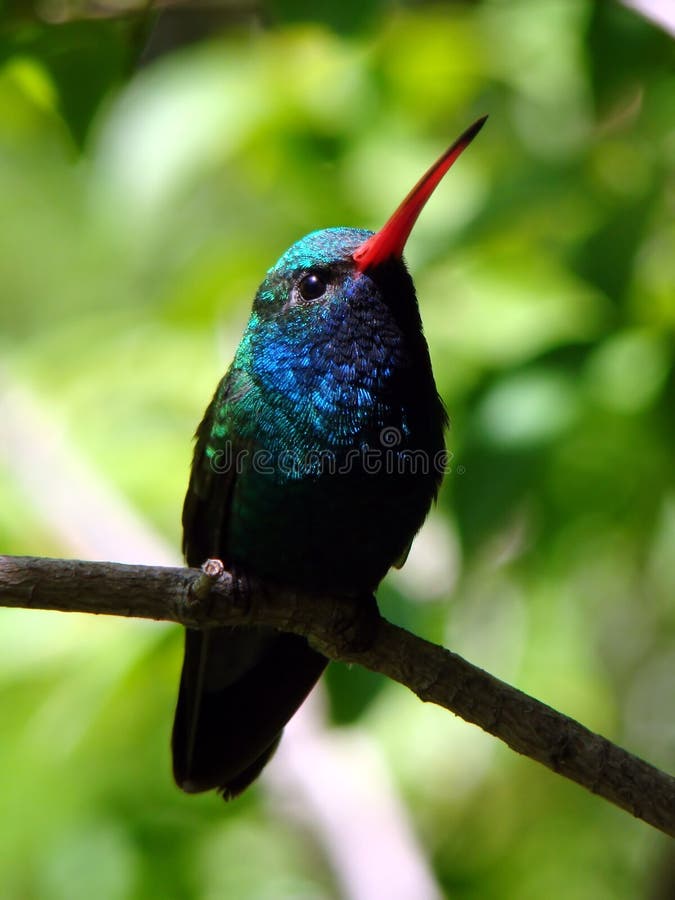 Broad Billed Hummingbird stock image. Image of hummingbird - 19247163