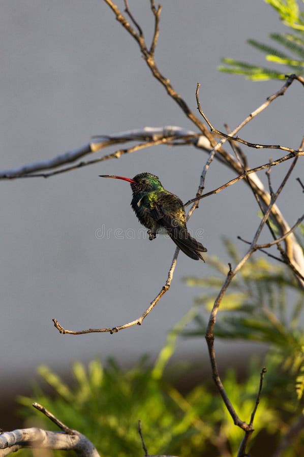 Broad Billed Hummingbird with Two Tone Beak Stock Image - Image of ...