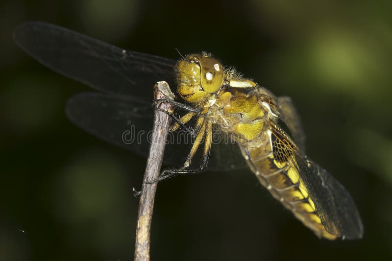 Broad-bodied Chaser Dragonfly , Female / Libellula Depressa Stock Photo ...