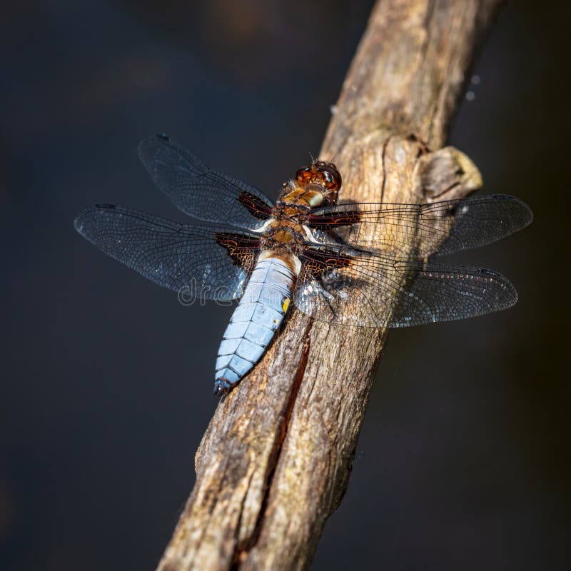 The Broad-bodied Chaser is a Dragonfly that Can Be Seen in Summer ...
