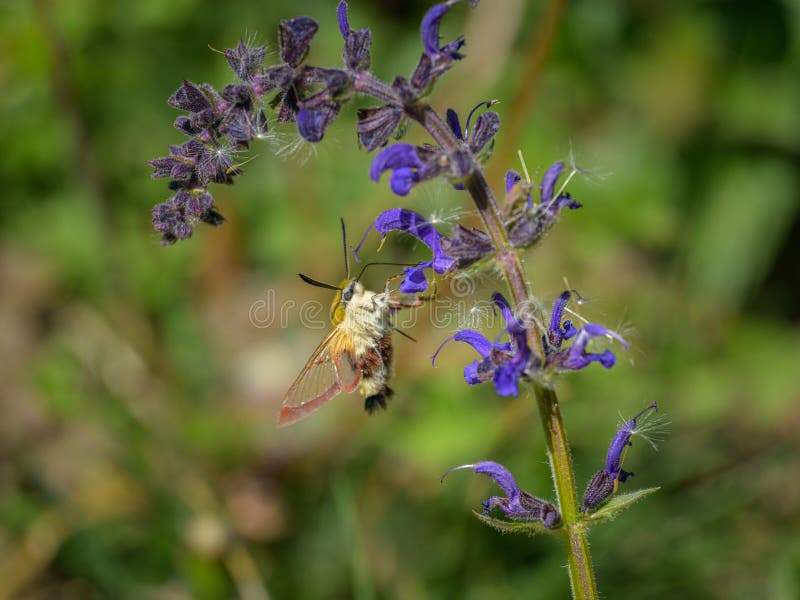 A Broad Bordered Bee Hawk Moth Feeding on a Blue Flower Stock Image ...