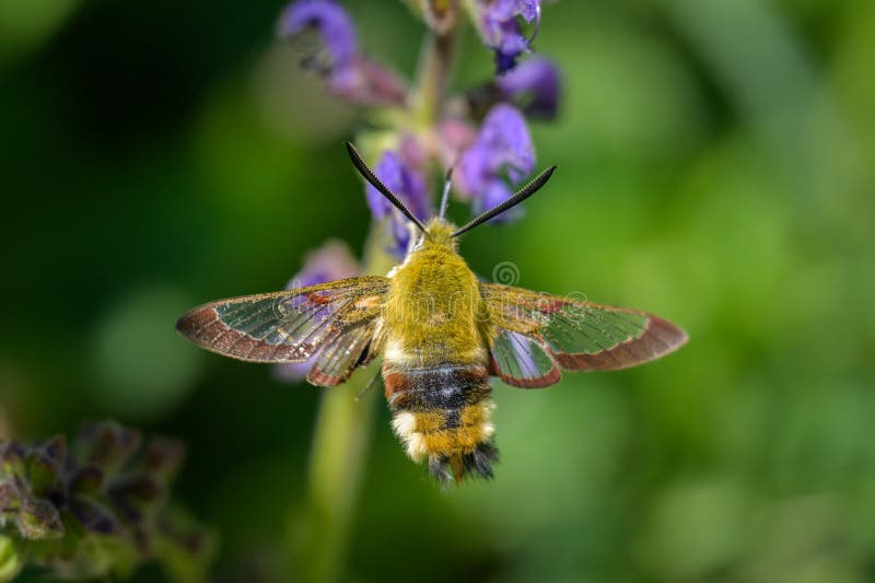 A Broad Bordered Bee Hawk Moth Feeding on a Blue Flower Stock Photo ...