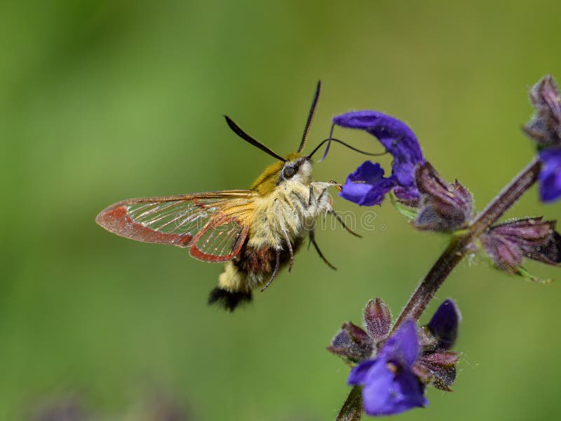 A Broad Bordered Bee Hawk Moth Feeding on a Blue Flower Stock Photo ...