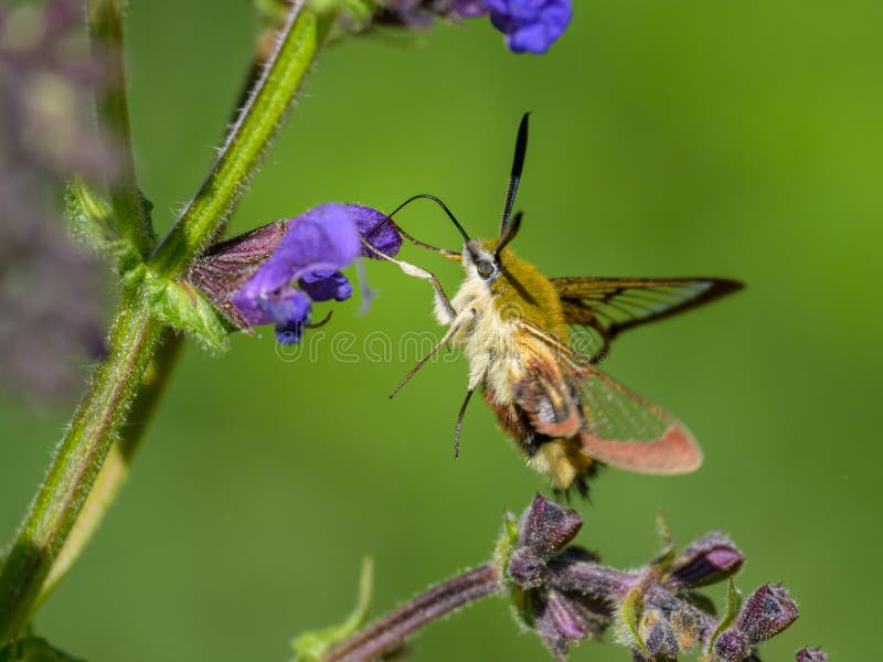 A Broad Bordered Bee Hawk Moth Feeding on a Blue Flower Stock Photo ...