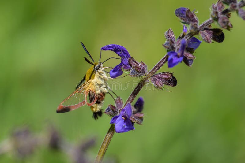 Broad-bordered Yellow Underwing Moth, Noctua Fimbriata Stock Photo ...