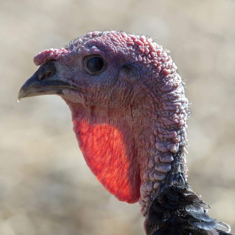 Broad-breasted Bronze Turkey Head and Throat Stock Image - Image of ...