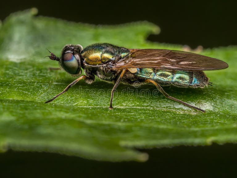 Broad Centurion Fly on Green Leaf Stock Photo - Image of chloromyia ...