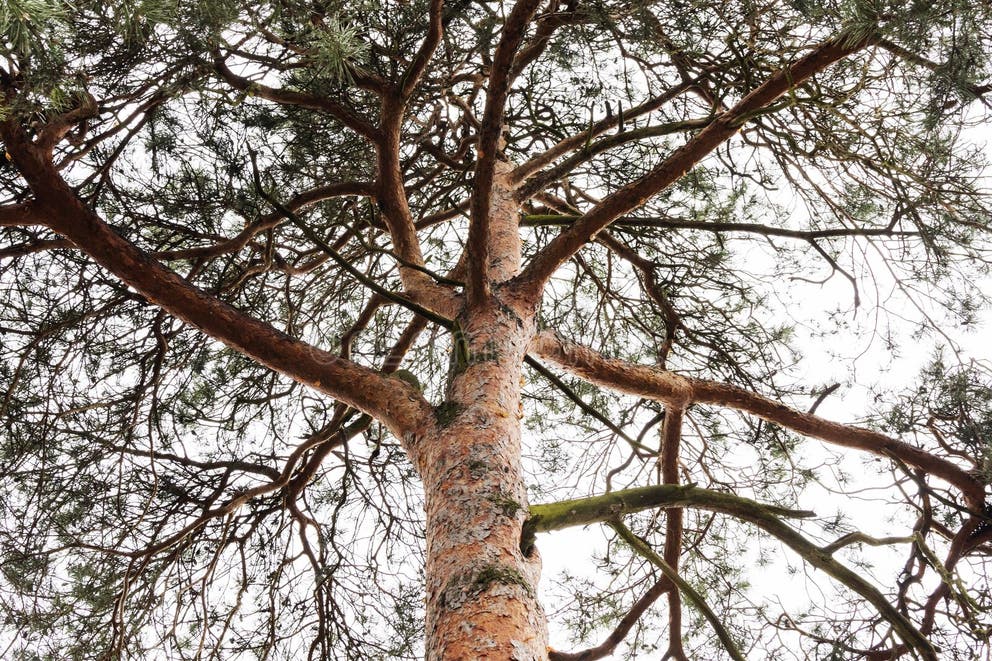 The Broad Crown of the Pine Stock Image - Image of evergreen, grass ...