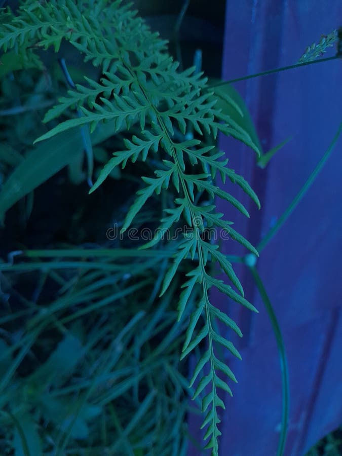 Broad Fern Fronds Spring after Dawn Stock Photo - Image of fronds, dawn ...