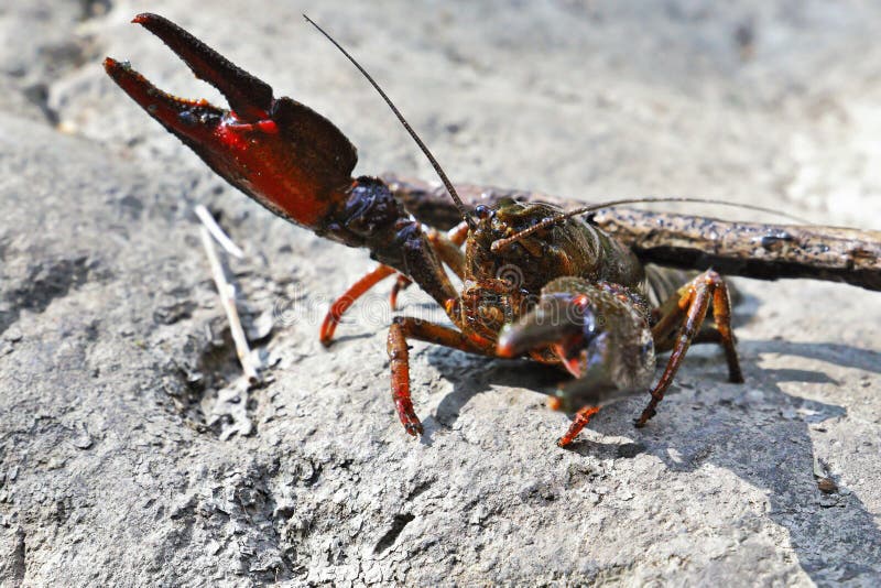 Crawfish in Defensive Position Stock Photo - Image of isolated, seafood ...
