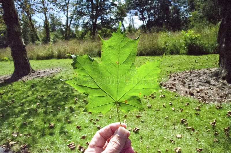 Sugar Maple Leaf stock photo. Image of leaf, sugar, lobed - 100084038