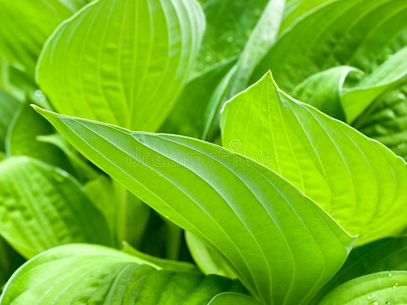 Broad Green Leaves Overlapping Stock Photo - Image of nature ...