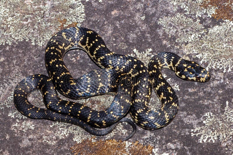Broad-headed Snake stock image. Image of snake, australia - 296878321